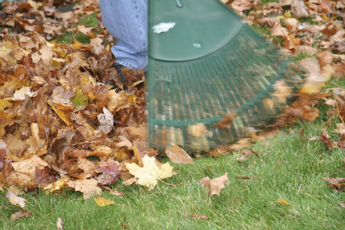 Fall Yard Care Tips - Ithaca, Norwich, Elmira, Syracuse, NY | Level ...